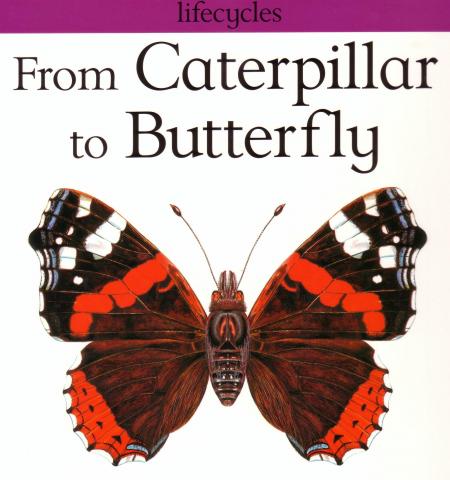 How Things Grow - Caterpillar to Butterfly | E&O Montessori, US
