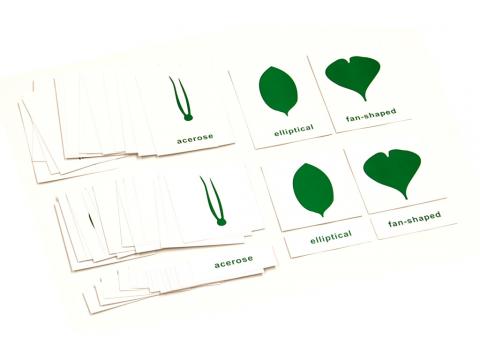 Botany Cabinet 3-Part Cards | E&O Montessori, US