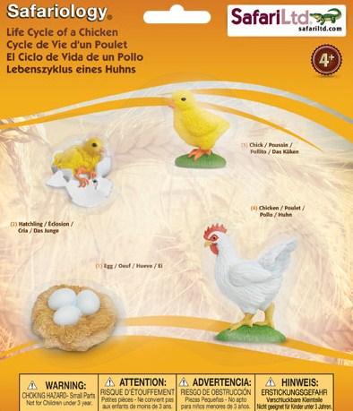Life Cycle of a Chicken - 4 Realistic Models | E&O Montessori, US