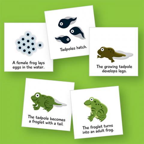 Life Cycle Magnetic Cards: Frog | E&O Montessori, US