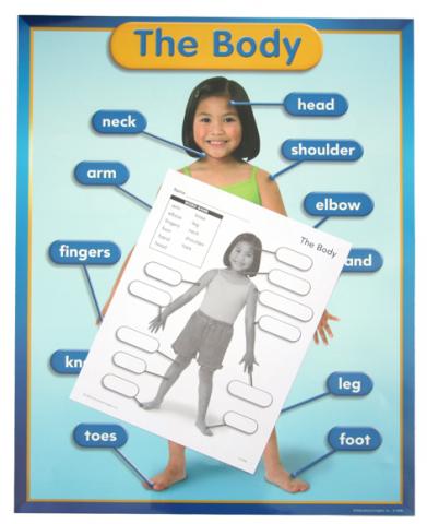 Set of 2 Full Colour Charts: The Body, The Face | E&O Montessori, US