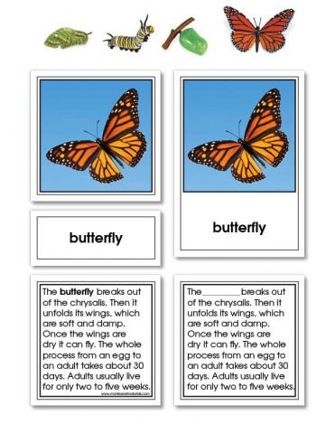 Monarch Butterfly Life Cycle Activity Set | E&O Montessori, US