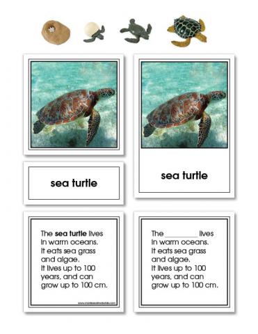 Green Sea Turtle Life Cycle Activity Set | E&O Montessori, US