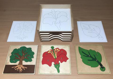 Botany Cabinet with 3 Puzzles and Control Charts - Small | E&O ...